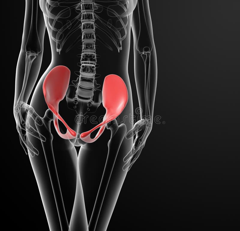 Quadril/sacro/púbis/ísquio/Ilium Fêmeas - Ossos Da Anatomia Ilustração ...