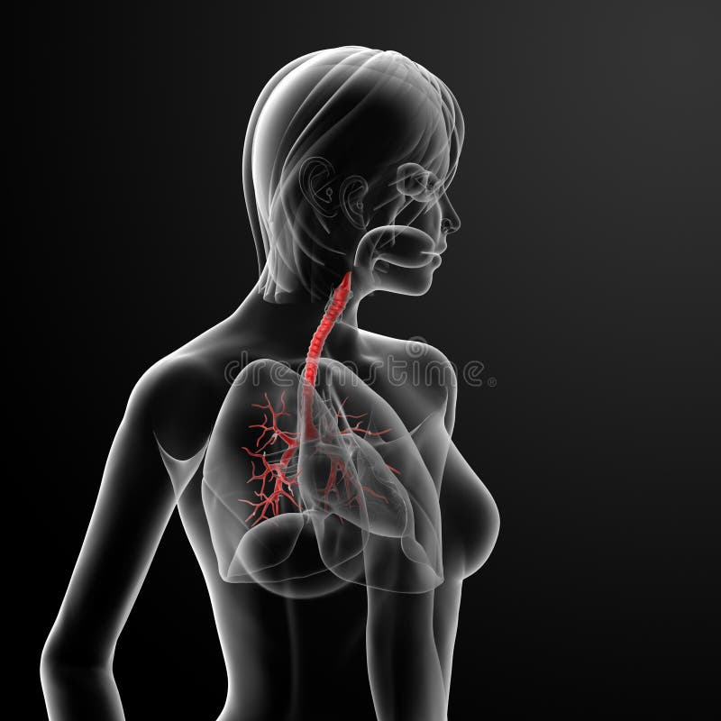 3d rendent des bronches illustration stock. Illustration du médical ...