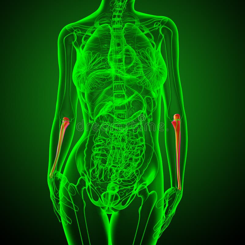 Os de cubitus illustration stock. Illustration of humain - 88895840