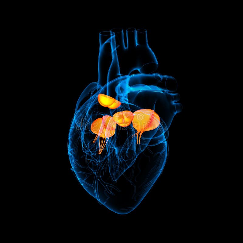 3d Rendent La Valvule Cardiaque Illustration Stock - Illustration du ...