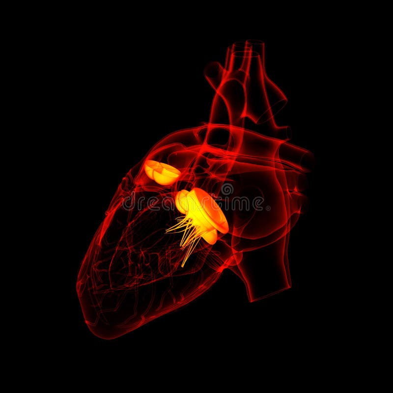 3d Rendent La Valvule Cardiaque Illustration Stock - Illustration du ...