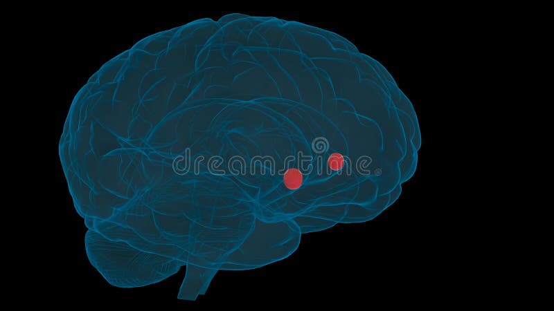 The amygdaloid body stock illustration. Illustration of human - 74820017