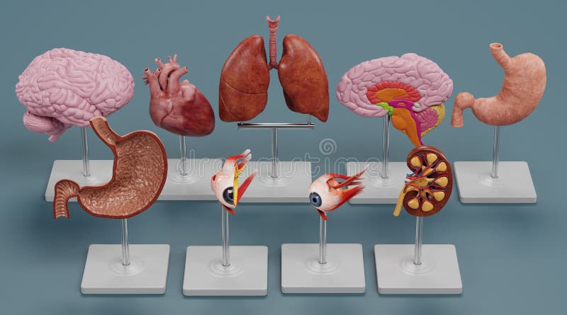 3D Render of Anatomy Models Stock Illustration - Illustration of system ...