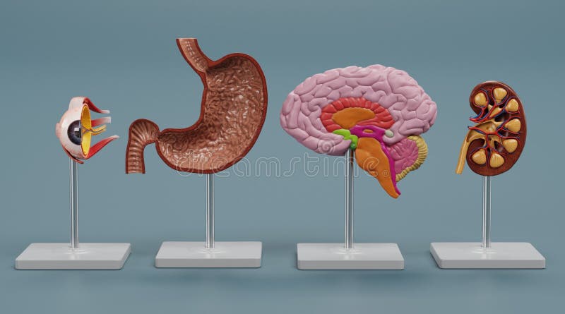 3D Render of Anatomy Models Stock Illustration - Illustration of models ...