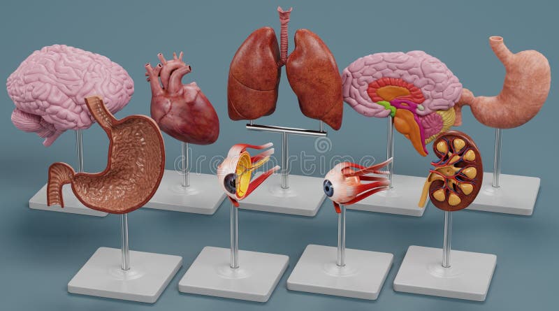 3D Render of Anatomy Models Stock Illustration - Illustration of cross ...