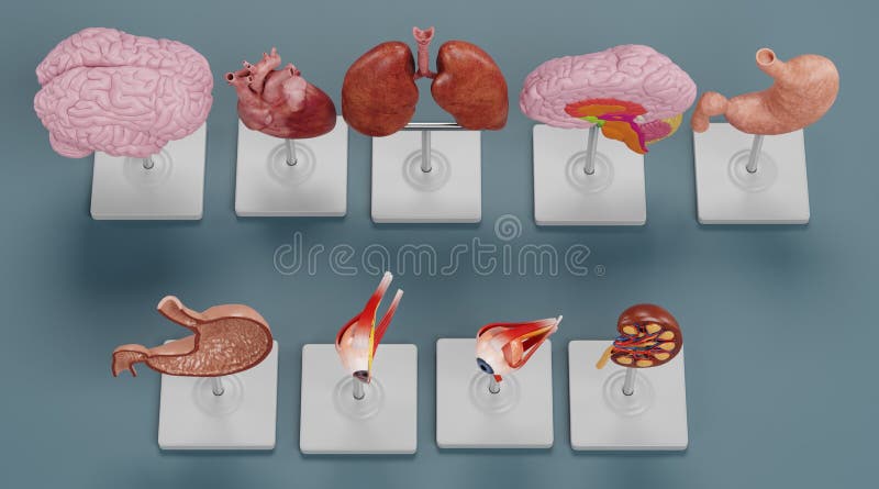 3D Render of Anatomy Models Stock Illustration - Illustration of ...