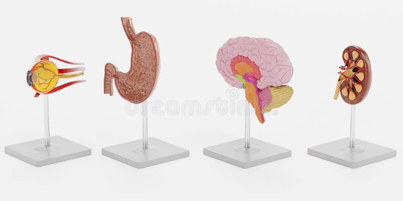 3D Render of Anatomy Models Stock Illustration - Illustration of render ...