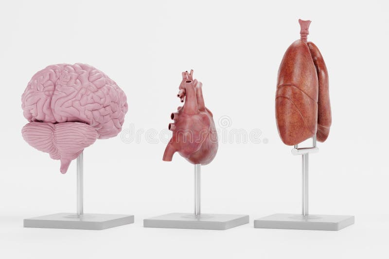 3D Render of Anatomy Models Stock Illustration - Illustration of lung ...