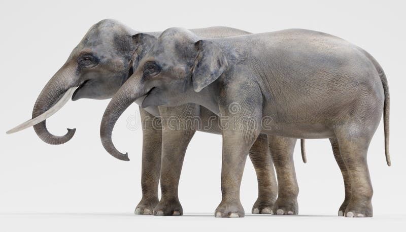 3D Render of Asian Elephants Stock Illustration - Illustration of ...