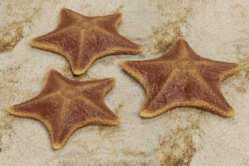 3D Render of Bat Starfish stock illustration. Illustration of render ...