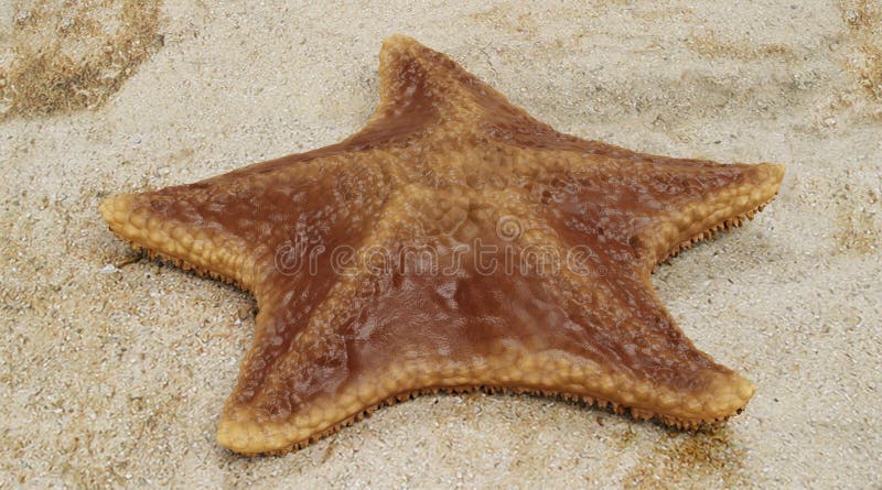 3D Render of Bat Starfish stock photo. Image of ocean - 219871448