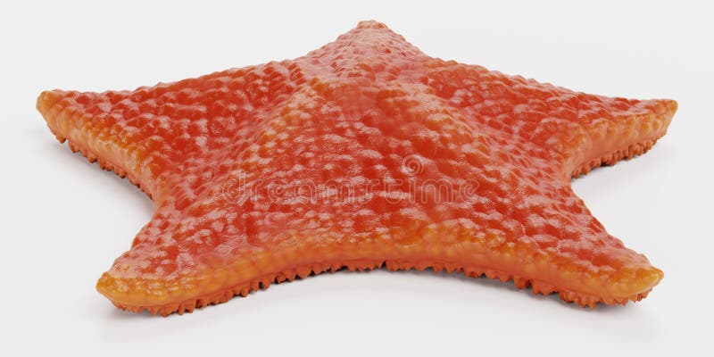 3D Render of Bat Starfish stock illustration. Illustration of beach ...