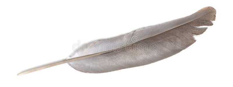 3d render of bird feather stock illustration. Illustration of ...
