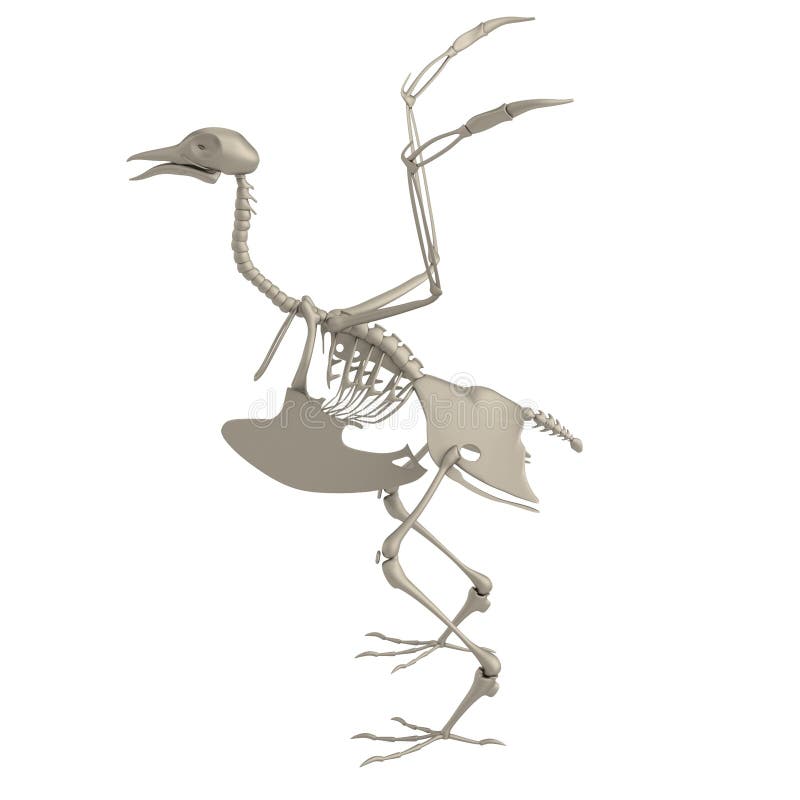 3d render of bird skeleton stock illustration. Illustration of anatomy ...