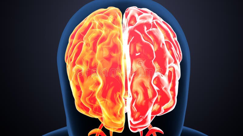 3d Render of Brain Anatomy System Stock Illustration - Illustration of ...