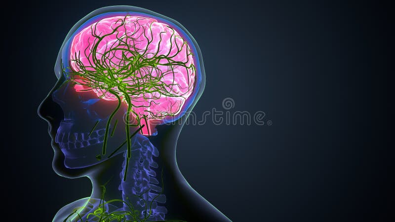 3d Render of Brain Anatomy System Stock Illustration - Illustration of ...