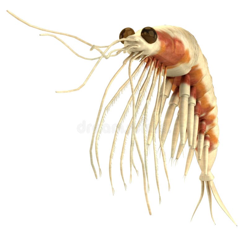 Krill Stock Illustrations – 765 Krill Stock Illustrations, Vectors ...