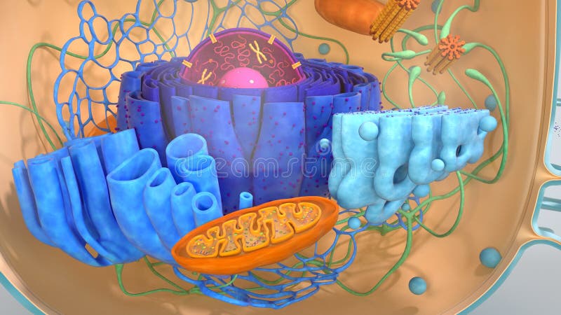 3d Render of Body Cells. 3d Illustration Cell Modell. Stock ...