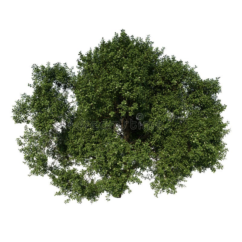 Front View Tree Adolescent Common Oak Tree 3 White Background 3D ...
