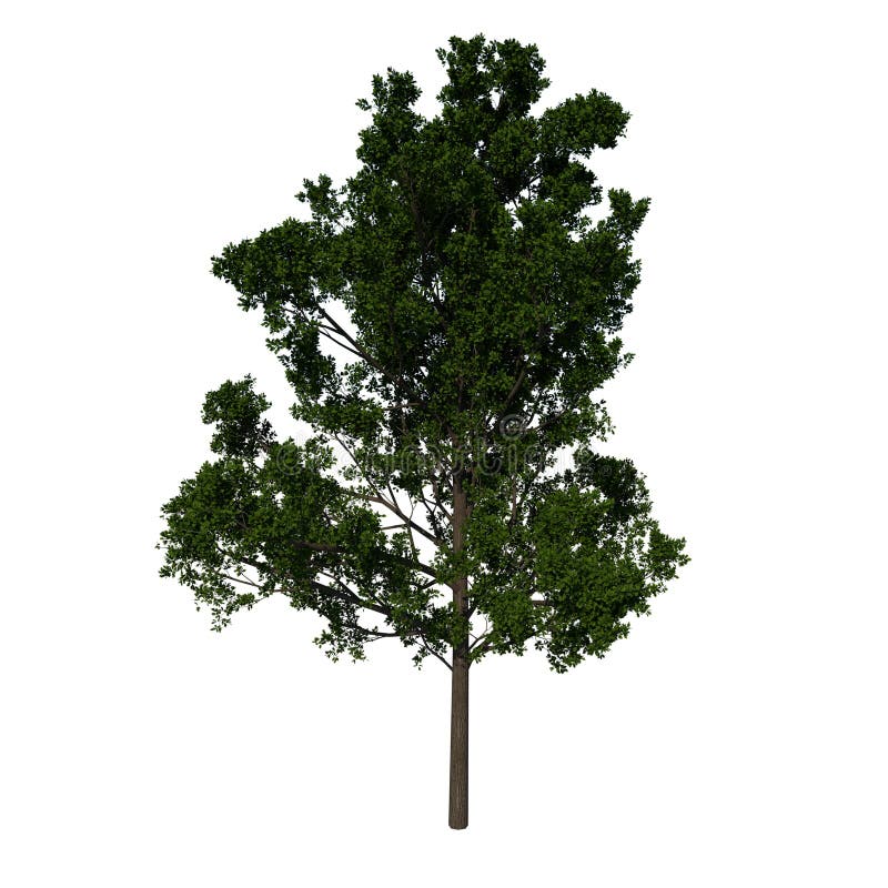 Front View Tree Red Lucky Seed 2 White Background 3D Rendering ...