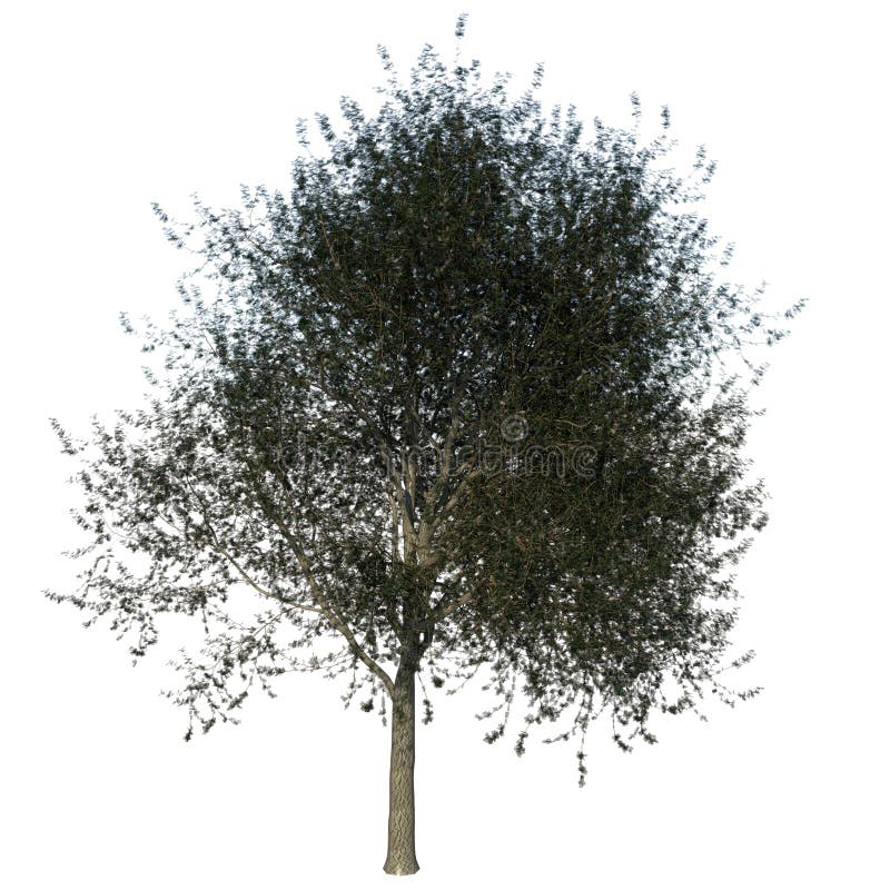 Front View of Tree Small Leaved Lime Tree 2 Plant White Background 3D ...