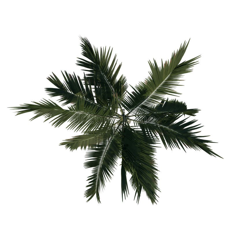 Top View Tree Adolescent Coconut Tree Palm 1 White Background Alpha Png ... Top View Tree Adolescent Coconut Tree Palm 1 White Background Alpha Png ...