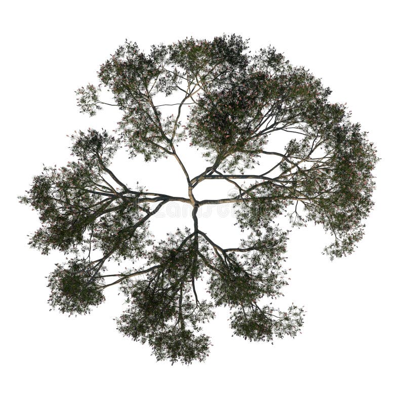 Top View Tree Adolescent Coconut Tree Palm 1 White Background Alpha Png ... Top View Tree Adolescent Coconut Tree Palm 1 White Background Alpha Png ...