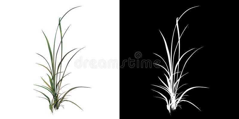 Grass Alpha Texture