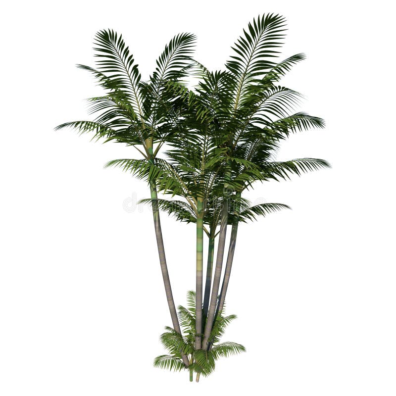 Front View of Plant Generic Palm Tree 2 Tree White Background 3D ... Front View of Plant Generic Palm Tree 2 Tree White Background 3D ...