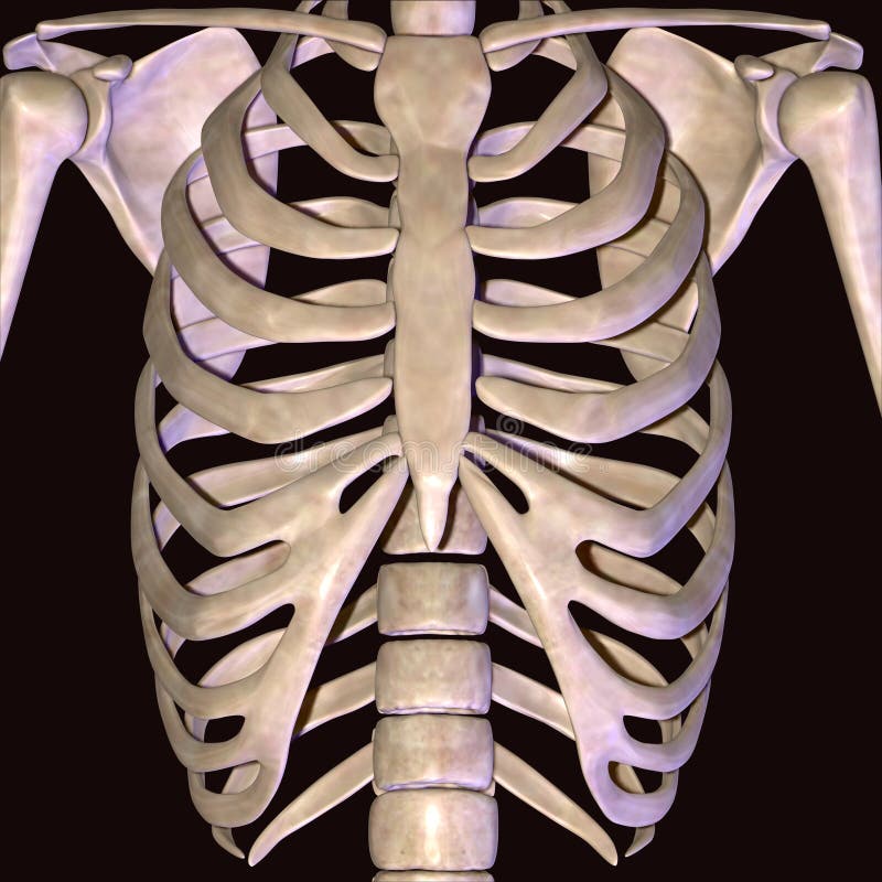 3d Render Depicting the Muscle Structure of the Human Body Stock ...