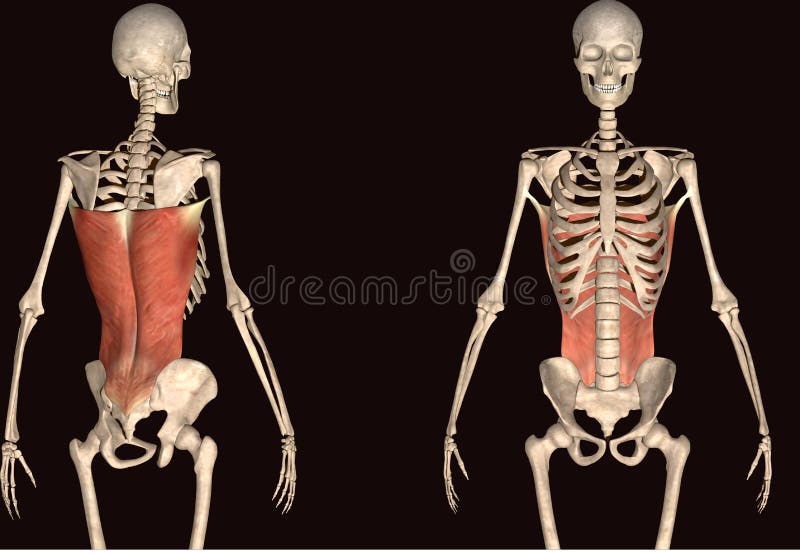 3d Render Depicting the Muscle Structure of the Human Body Stock ...
