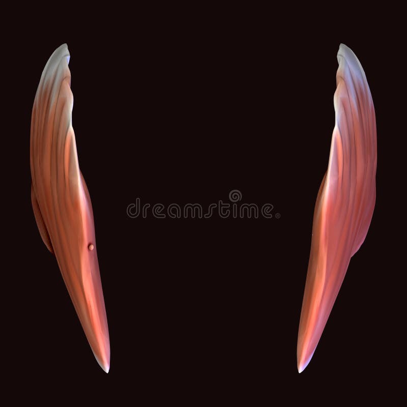 3d Render Depicting the Muscle Structure of the Human Body Stock ...