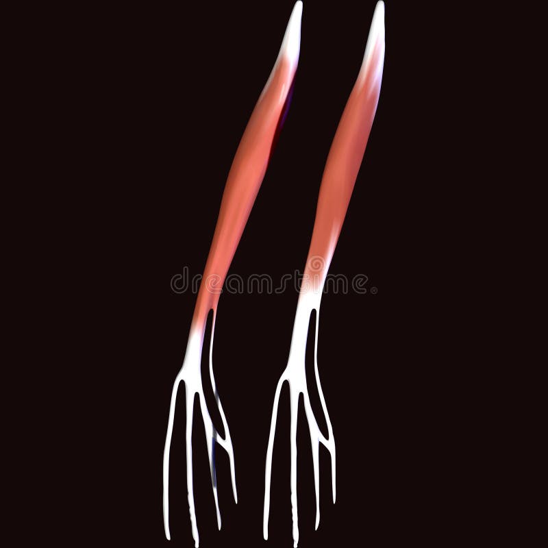 3d Render Depicting the Muscle Structure of the Human Body Stock ...