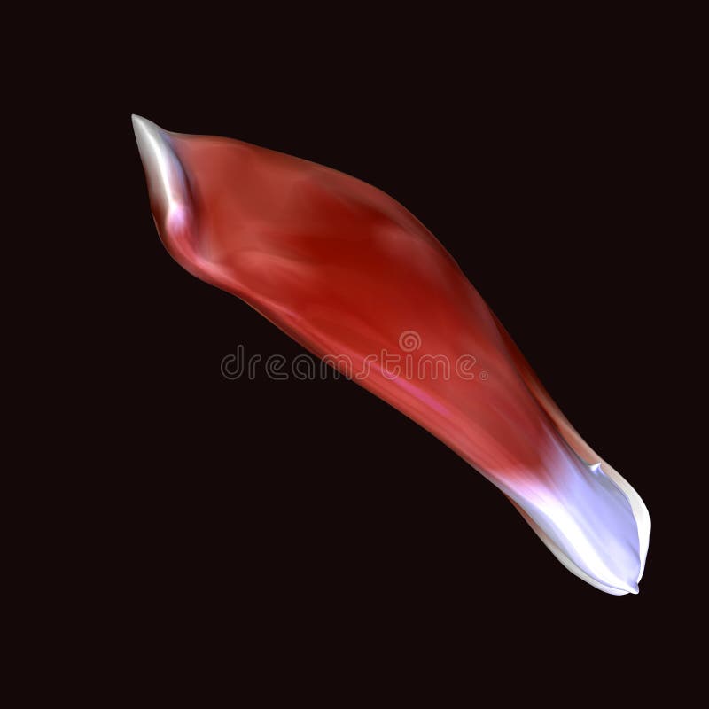 3d Render Depicting the Muscle Structure of the Human Body Stock ...