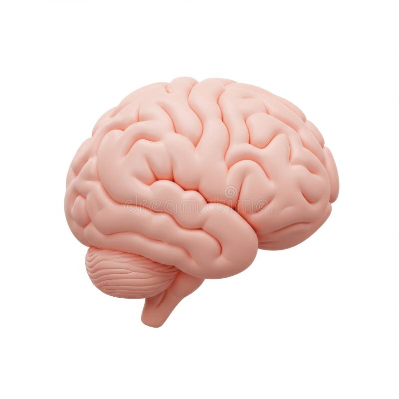 3D Render of a Detailed Pink Human Brain Stock Illustration ...