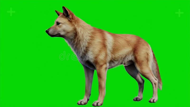 3D Render of a Dingo Isolated on Green Screen Chroma Key with Tan and ...