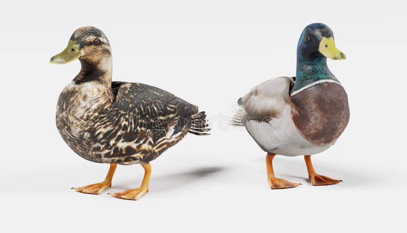 3D Render of Ducks stock illustration. Illustration of farm - 105706288