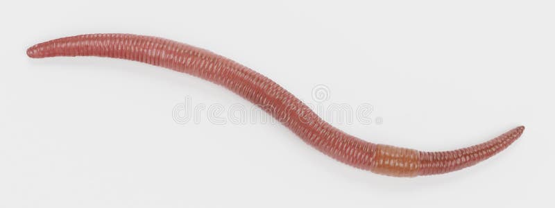 3D Render of Earthworm stock illustration. Illustration of worm - 204188998