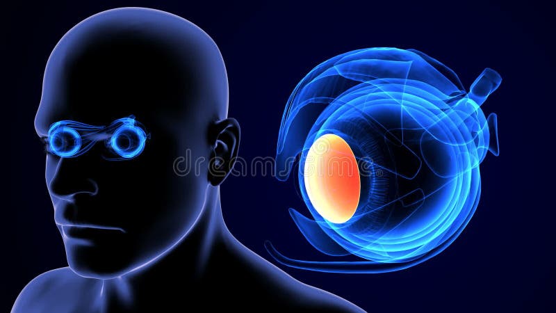 Eyes are Organs of the Visual System Stock Footage - Video of medical ...