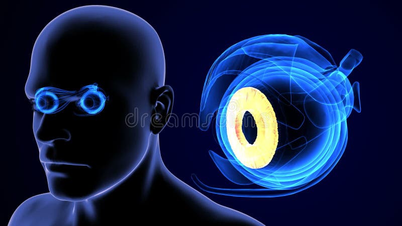 Eyes are Organs of the Visual System Stock Footage - Video of medical ...