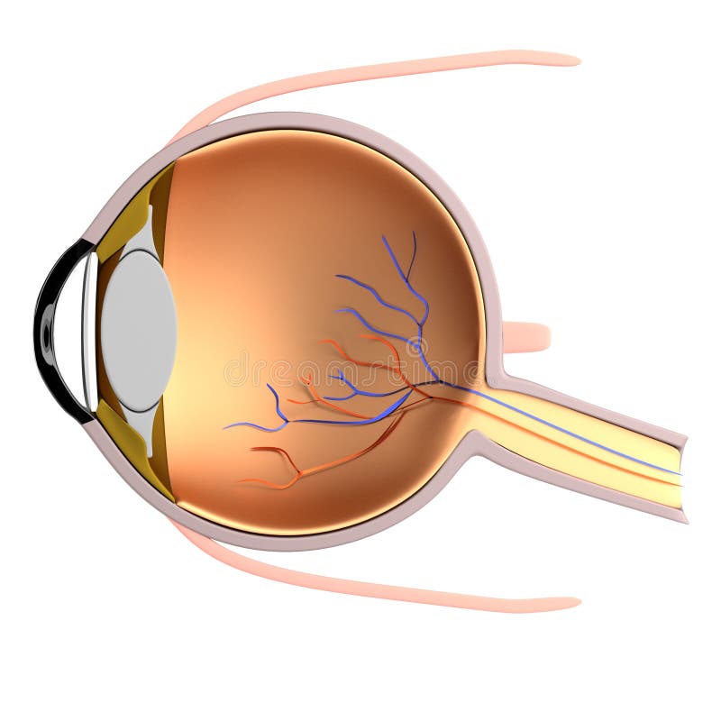 3d eye anatomy model stock illustration. Illustration of ophthalmic ...