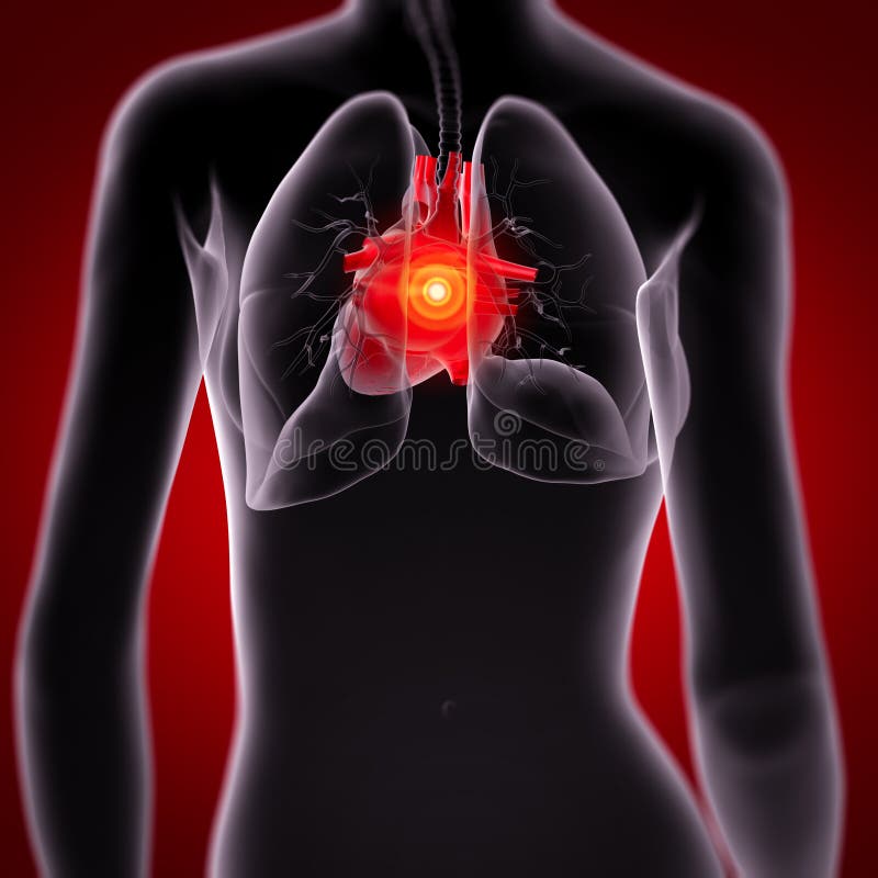 3d Render Female Anatomy - Heart Stock Illustration - Illustration of ...