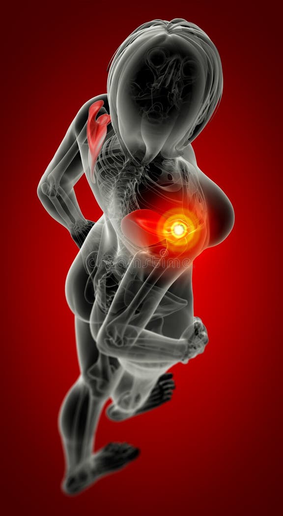 3d Render Female Scapula Bone Stock Illustration - Illustration of ...