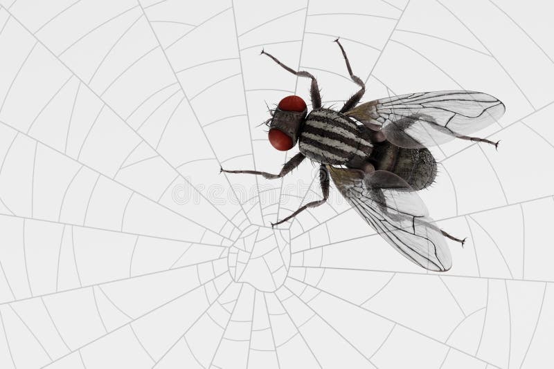 Fly Trapped on Cobweb stock illustration. Illustration of spiderweb ...