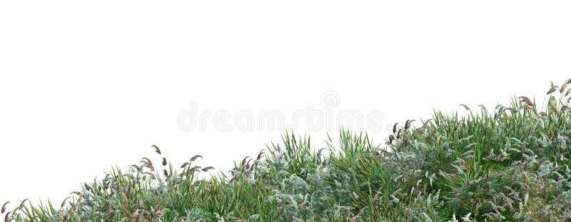 Foreground Tree and Plant on White Background Stock Illustration ...