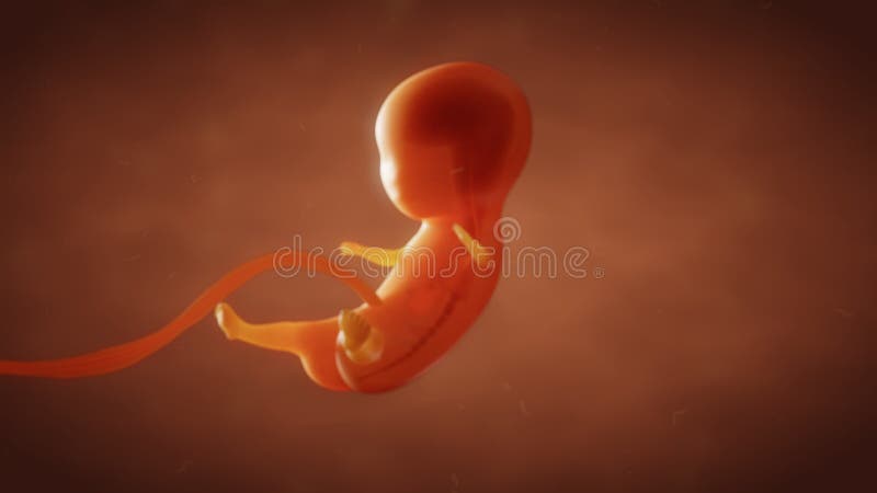 3D Render the Formation of the Fetus of the Baby in the Womb Stock ...