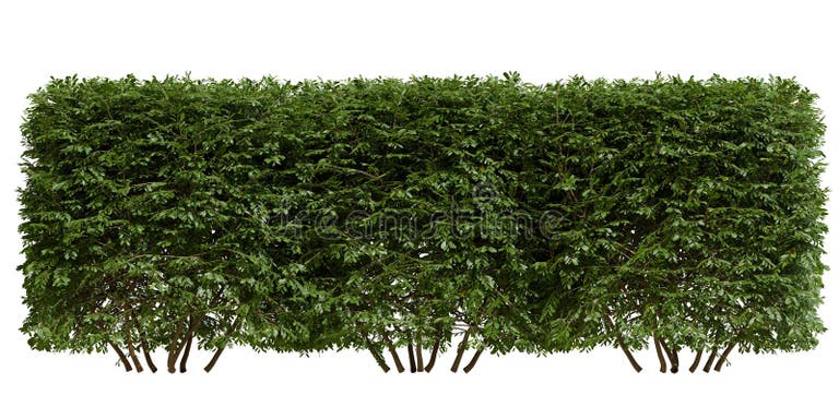 3d Render of a Green Hedge with Lush Foliage Forming a Solid Wall ...