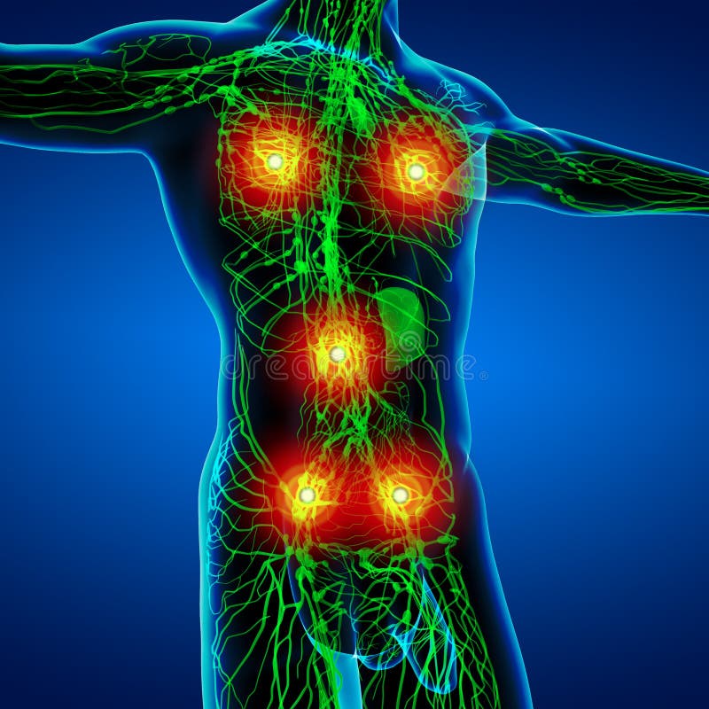 3D Rendering Illustration of Lymphatic System Stock Illustration ...