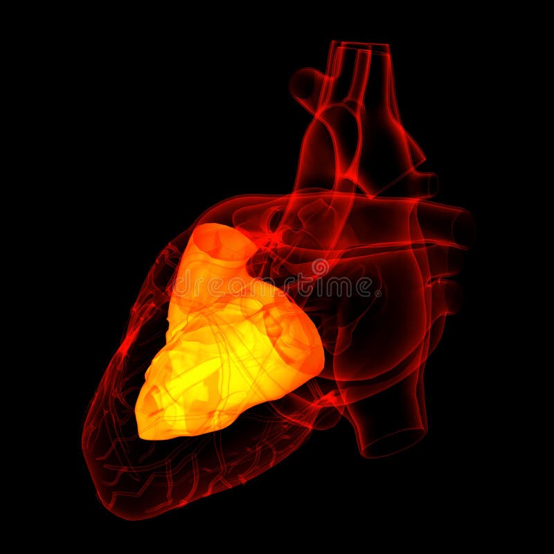 3d render Heart atrium stock illustration. Illustration of anatomy ...