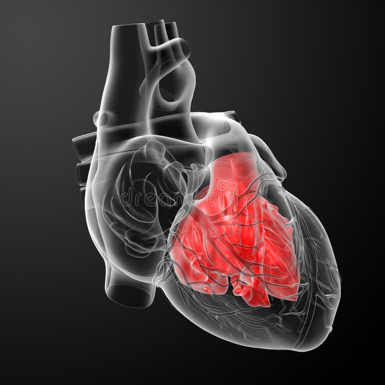 3d render Heart atrium stock illustration. Illustration of healthy ...